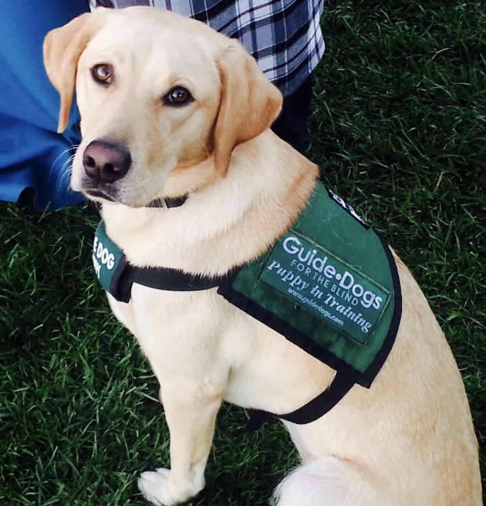 guide-dog – South OC Beaches