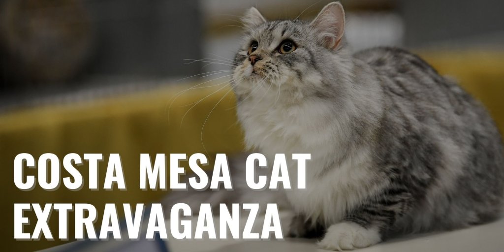 Orange County Fairgrounds Cat Extravaganza Saturday November 12 2022 ...