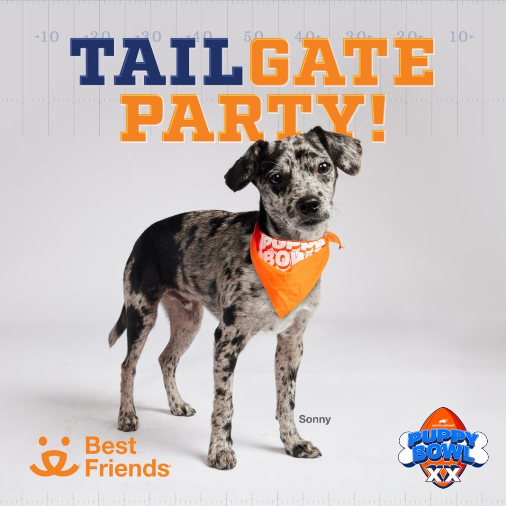 Super Bowl Sunday Puppy Bowl and AEW Free Pet Adoptions February 11 ...