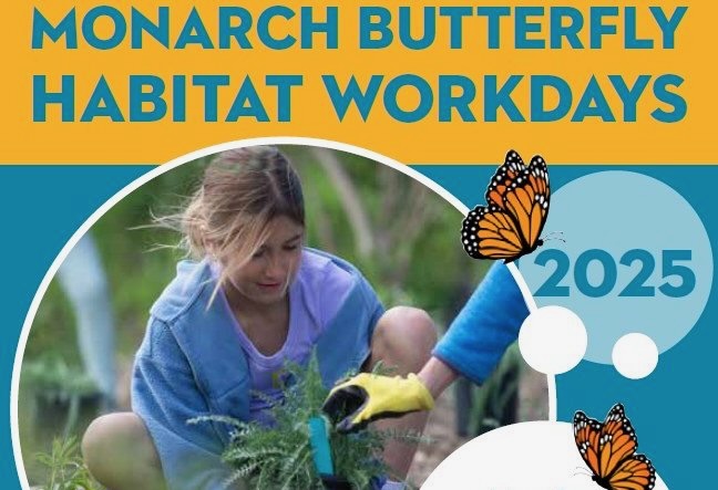 Dana Point Butterflies Habitats Community Workdays Guide Saturday May 17 2025 – South OC Beaches